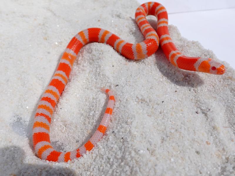 Albino Tangerine Honduran Milk Snake